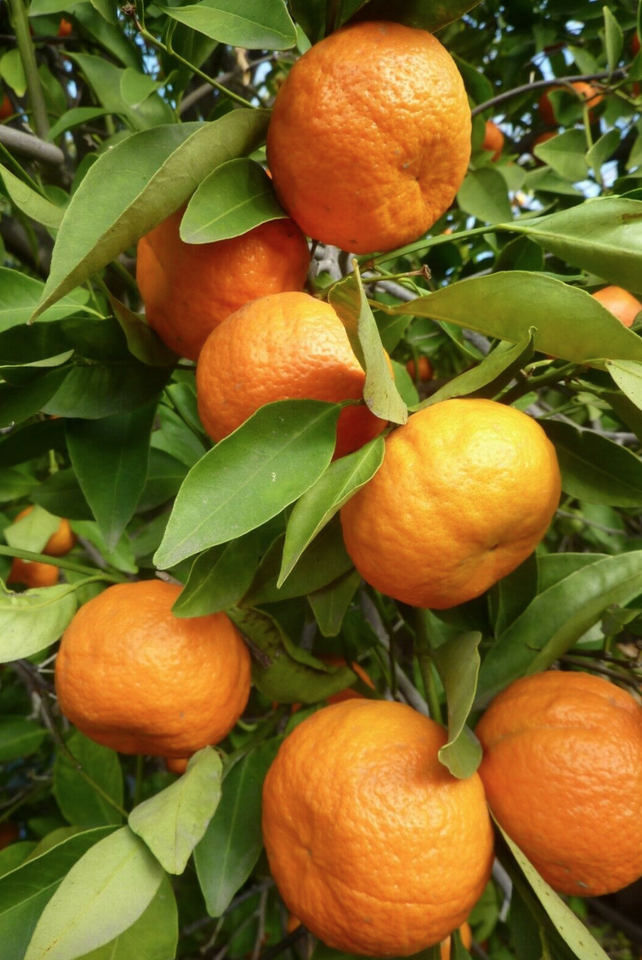 dwarf tangerine tree